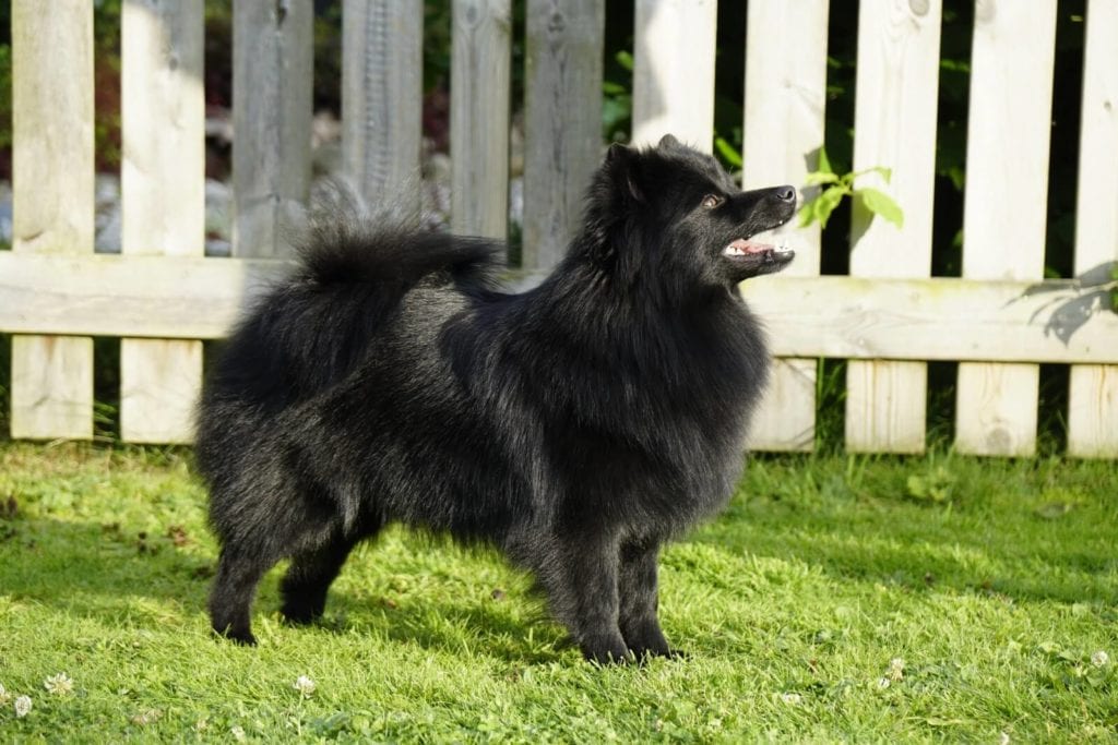 Uppfödare Tysk spets Mittelspitz / Kennel Schärott/Stall Hagalund