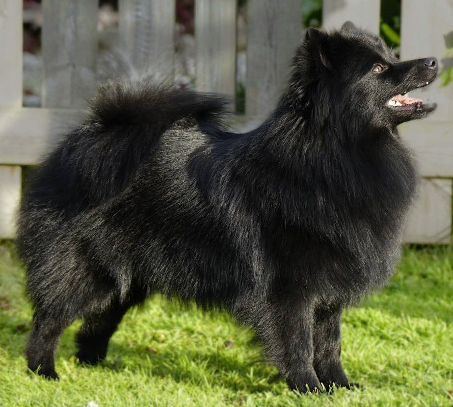 Uppfödare Tysk spets | Mittelspitz | Kennel Schärott