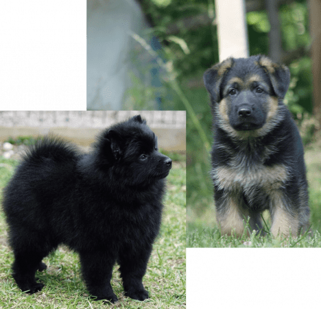 Uppfödare av Tysk spets Mittelspitz, Schäfer och Hopphästar